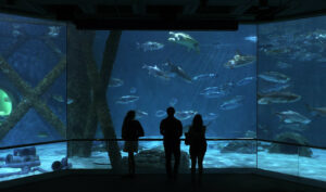 1st Timer's Guide to the New Orleans Aquarium